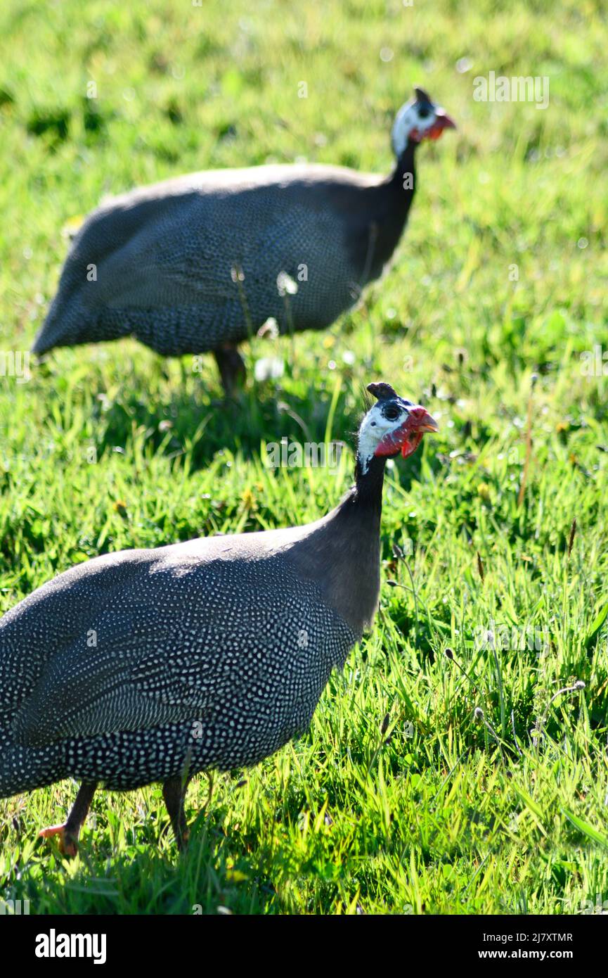 Guineafowl walking the fields Port Issac Cornwall England uk Stock ...