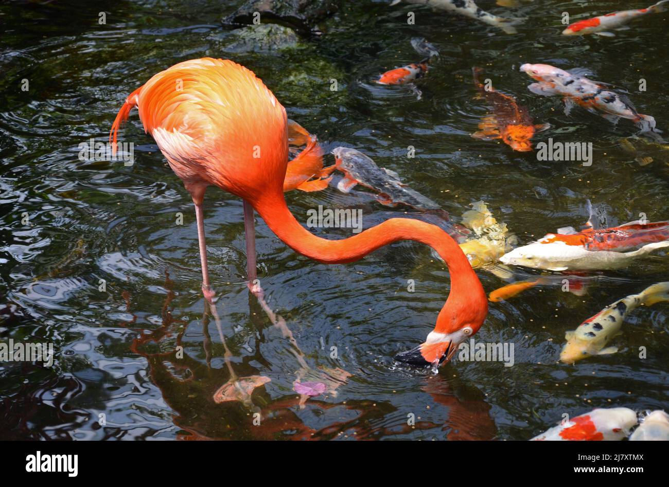 Fish flamingo hi-res stock photography and images - Alamy