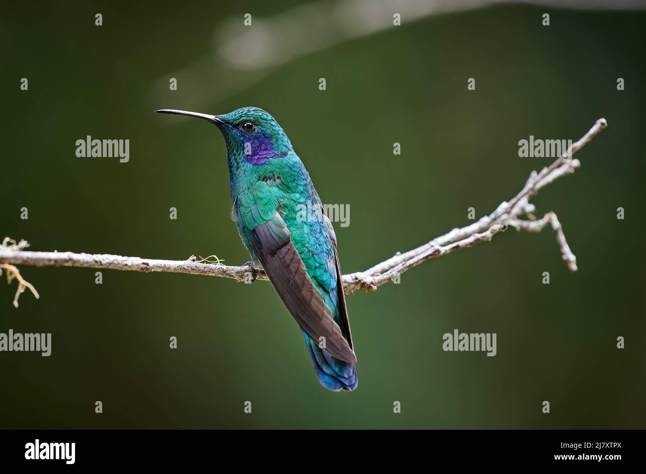 lesser violetear (Colibri cyanotus), San Gerardo de Dota, Costa Rica ...