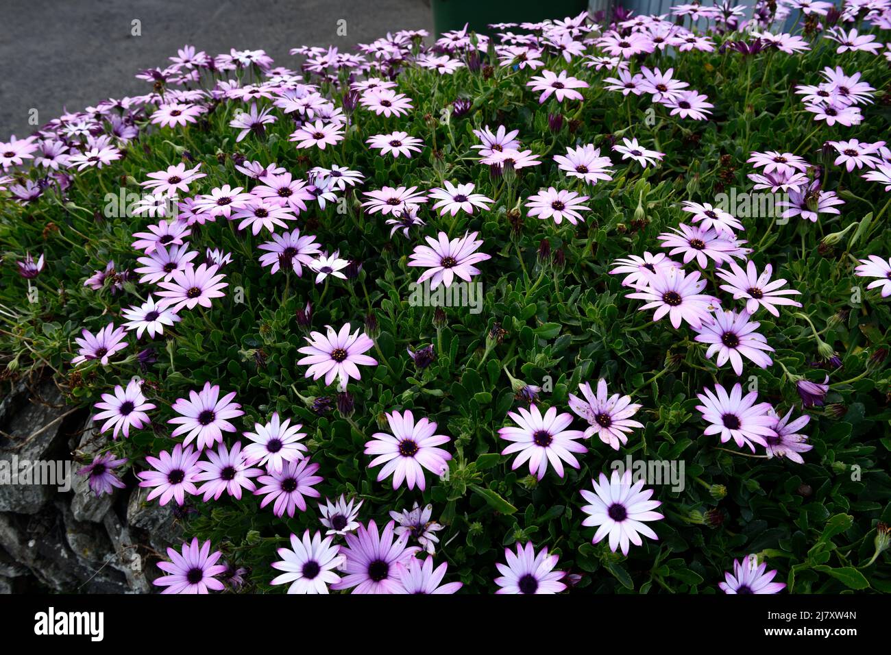 African Daisies (Osteospermum) Flower Port Issac Cornwall England uk ...