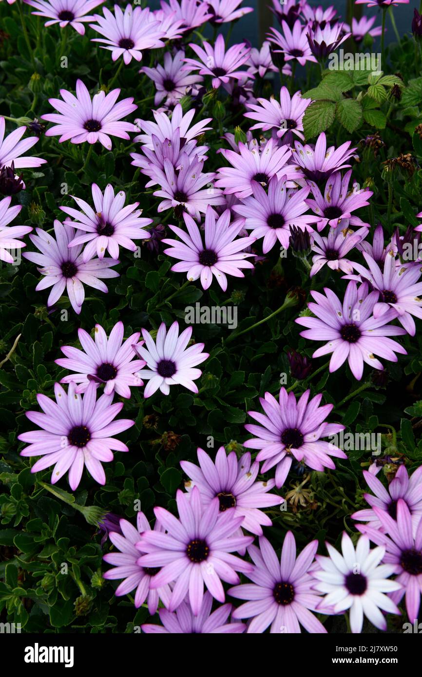African Daisies (Osteospermum) Flower Port Issac Cornwall England uk ...
