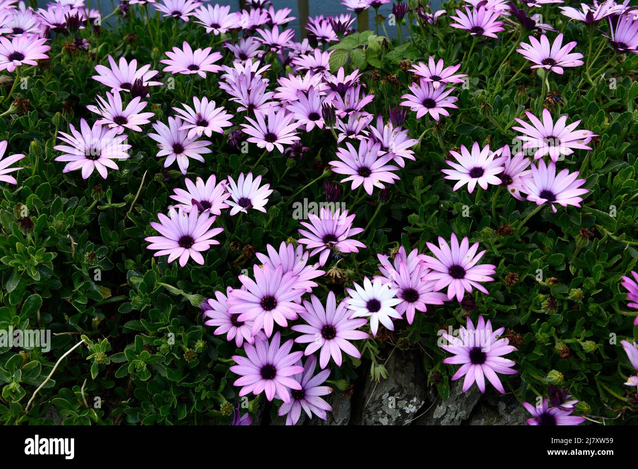 African Daisies (Osteospermum) Flower Port Issac Cornwall England uk ...