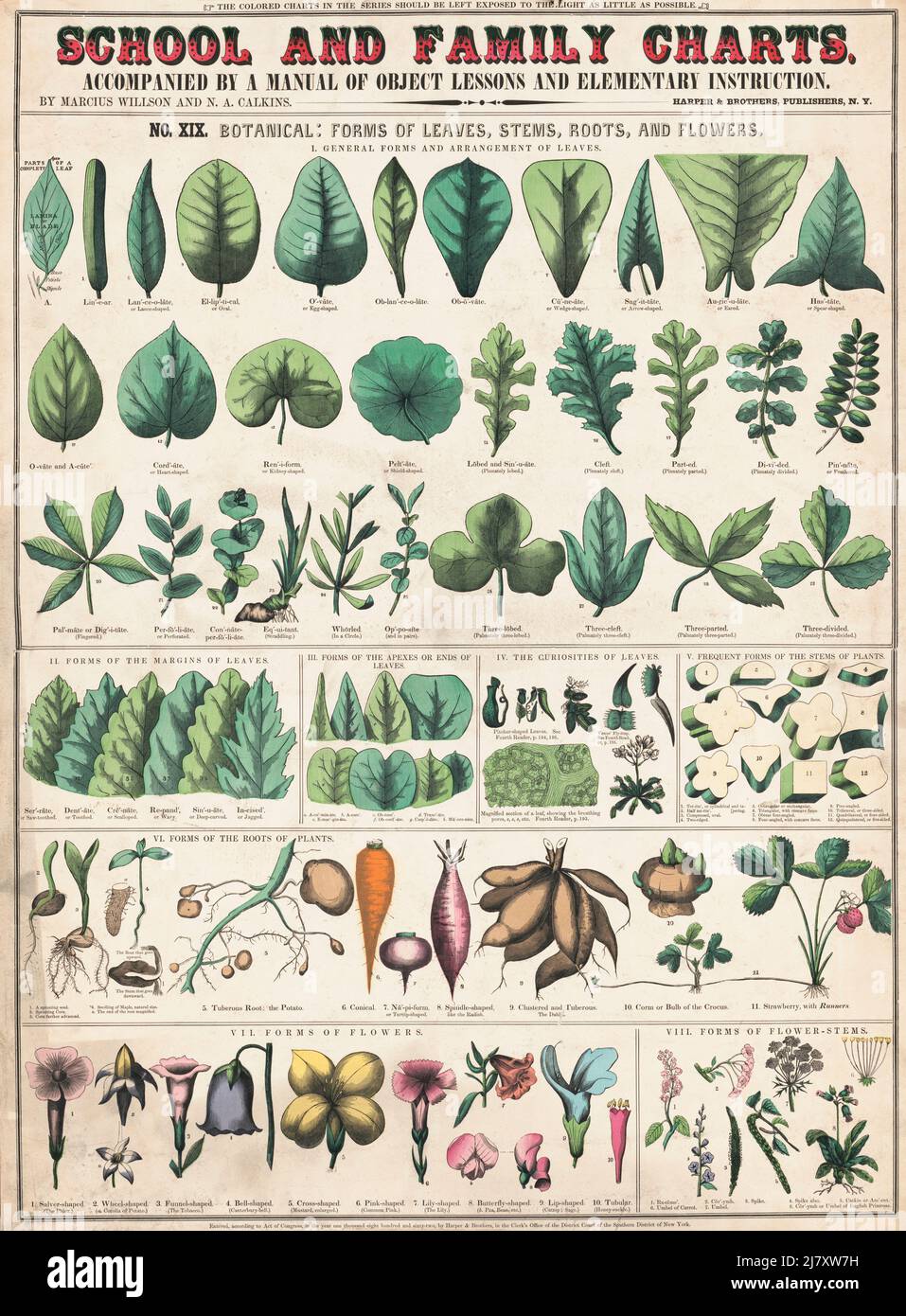 Botany; the classication of plants II Stock Photo - Alamy