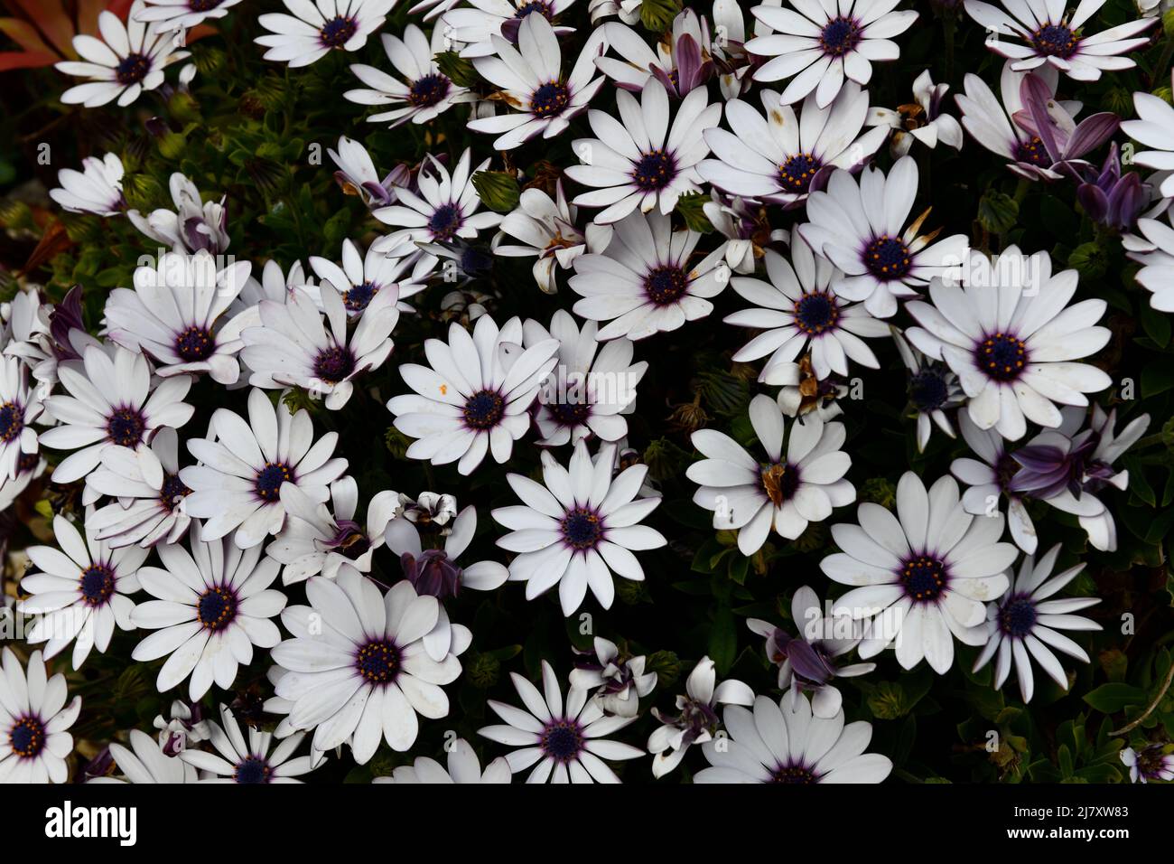 African Daisies (Osteospermum) Flower Port Issac Cornwall England uk ...