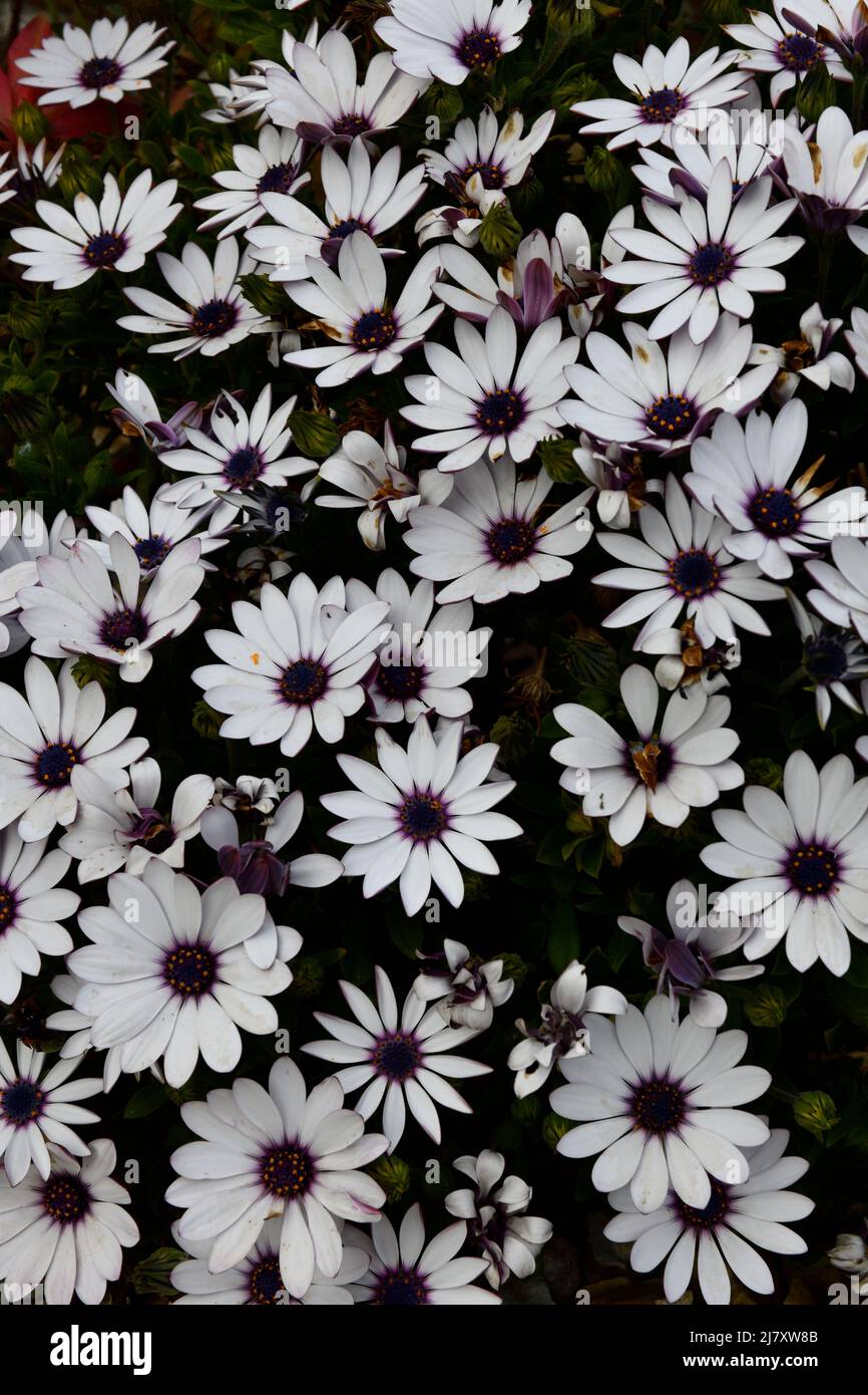 African Daisies (Osteospermum) Flower Port Issac Cornwall England uk ...