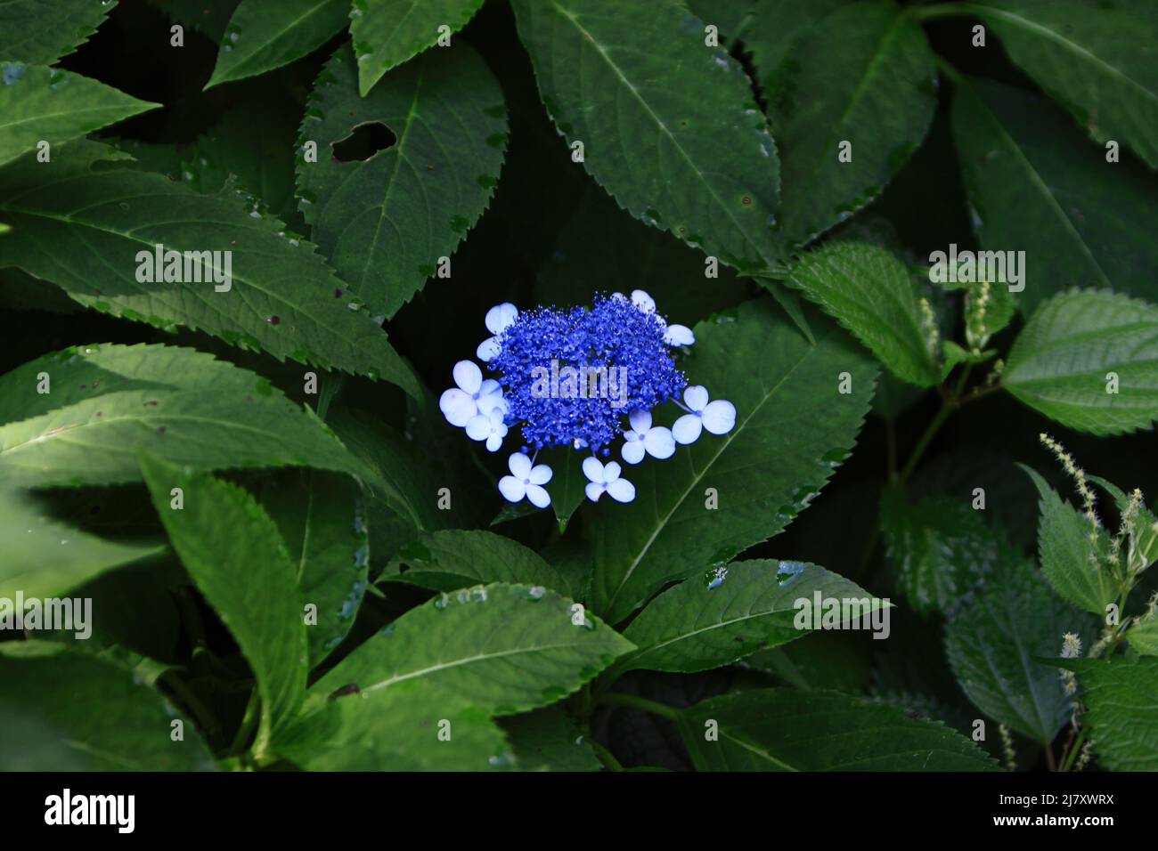 sea flower wave jeju island Stock Photo - Alamy