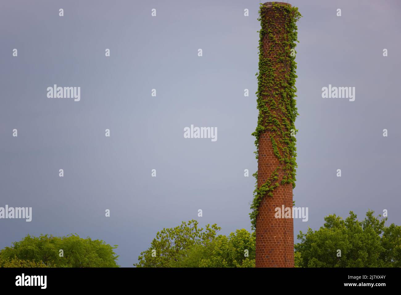 Structure of decaying leaves hi-res stock photography and images - Alamy