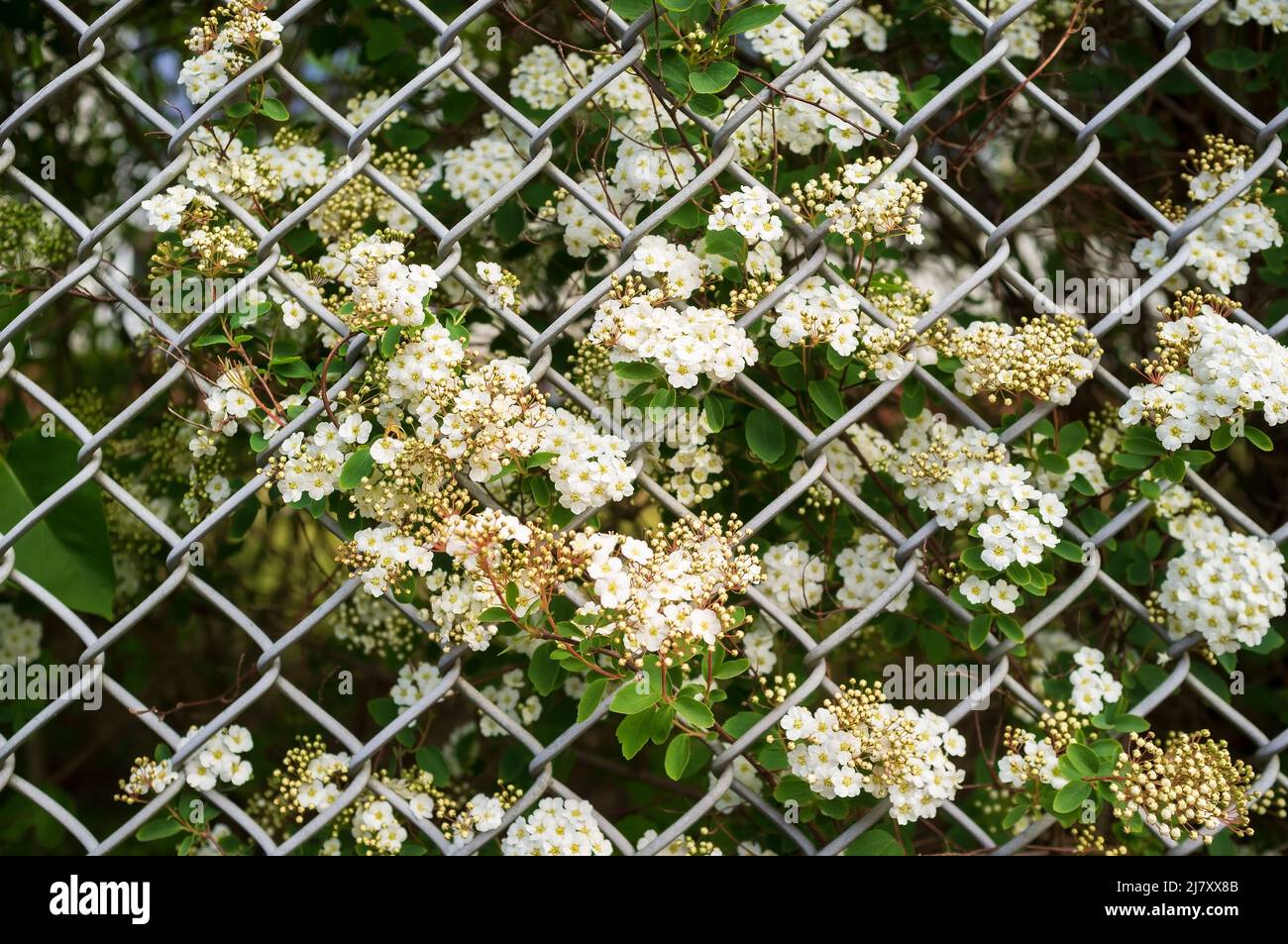 Beautiful flowering shrub behind a metal mesh fence on a spring day ...