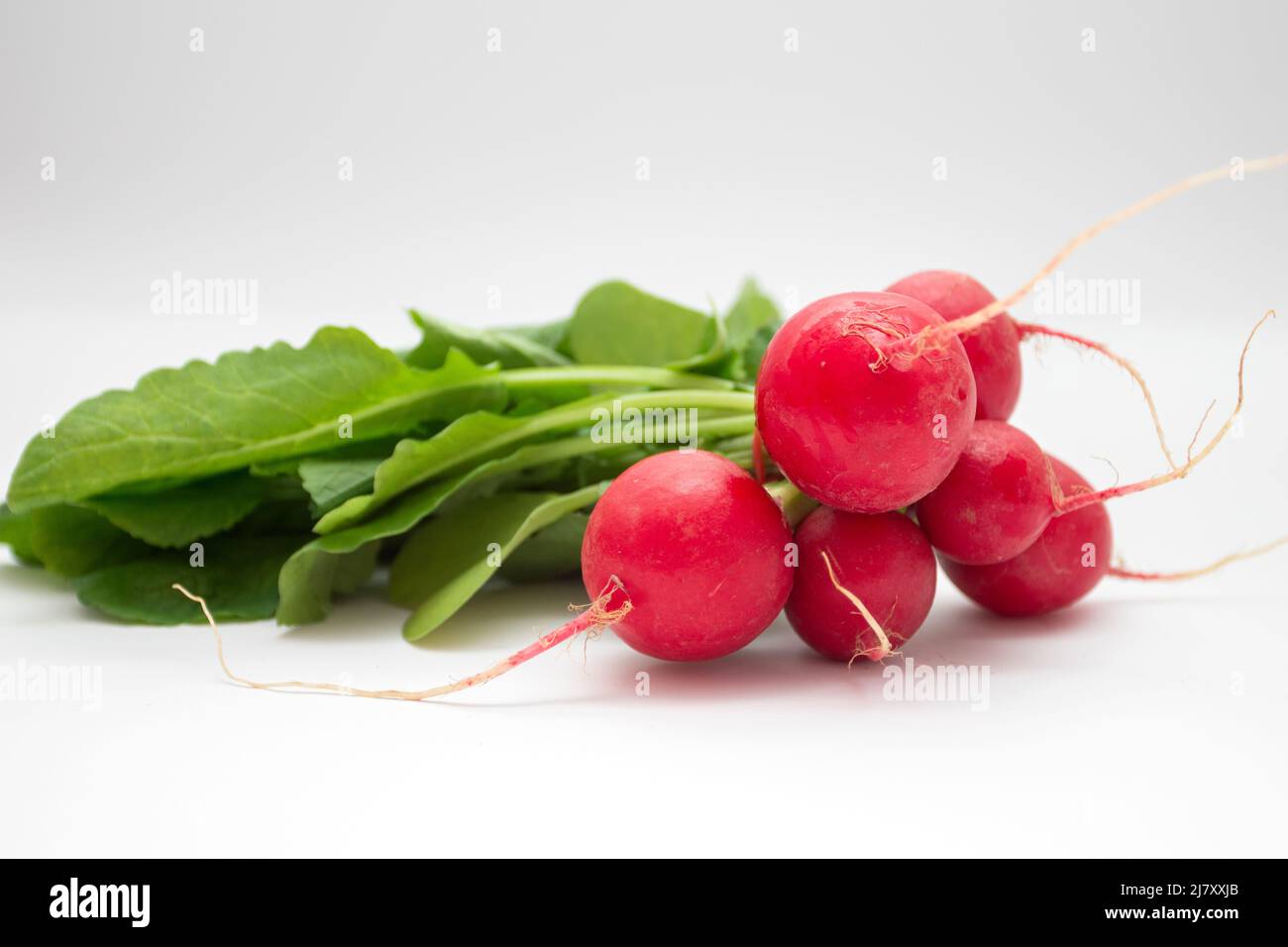 Fresh radishes on a white background Stock Photo - Alamy