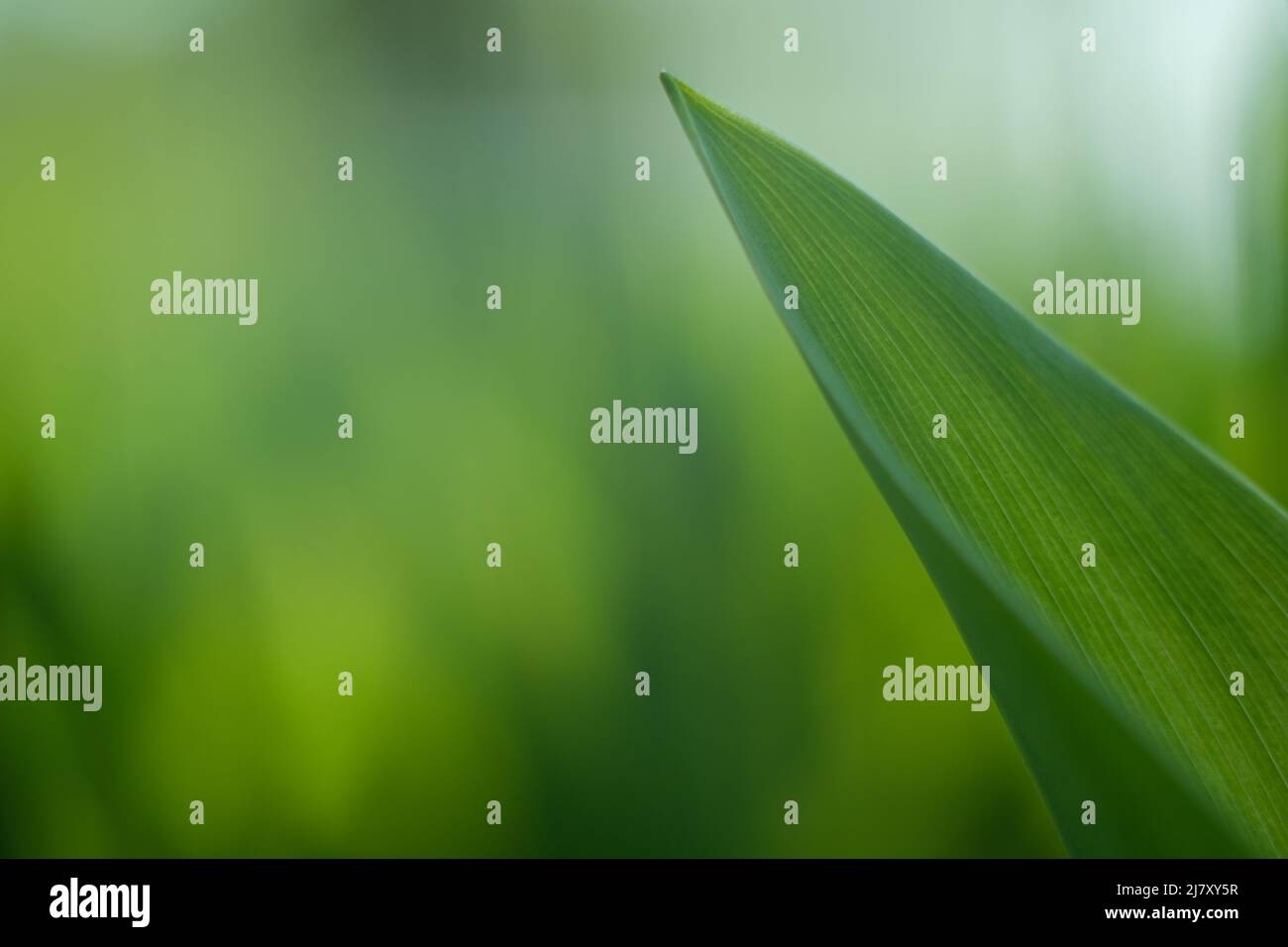 Translucent green leaf. Green background from vegetation Stock Photo ...
