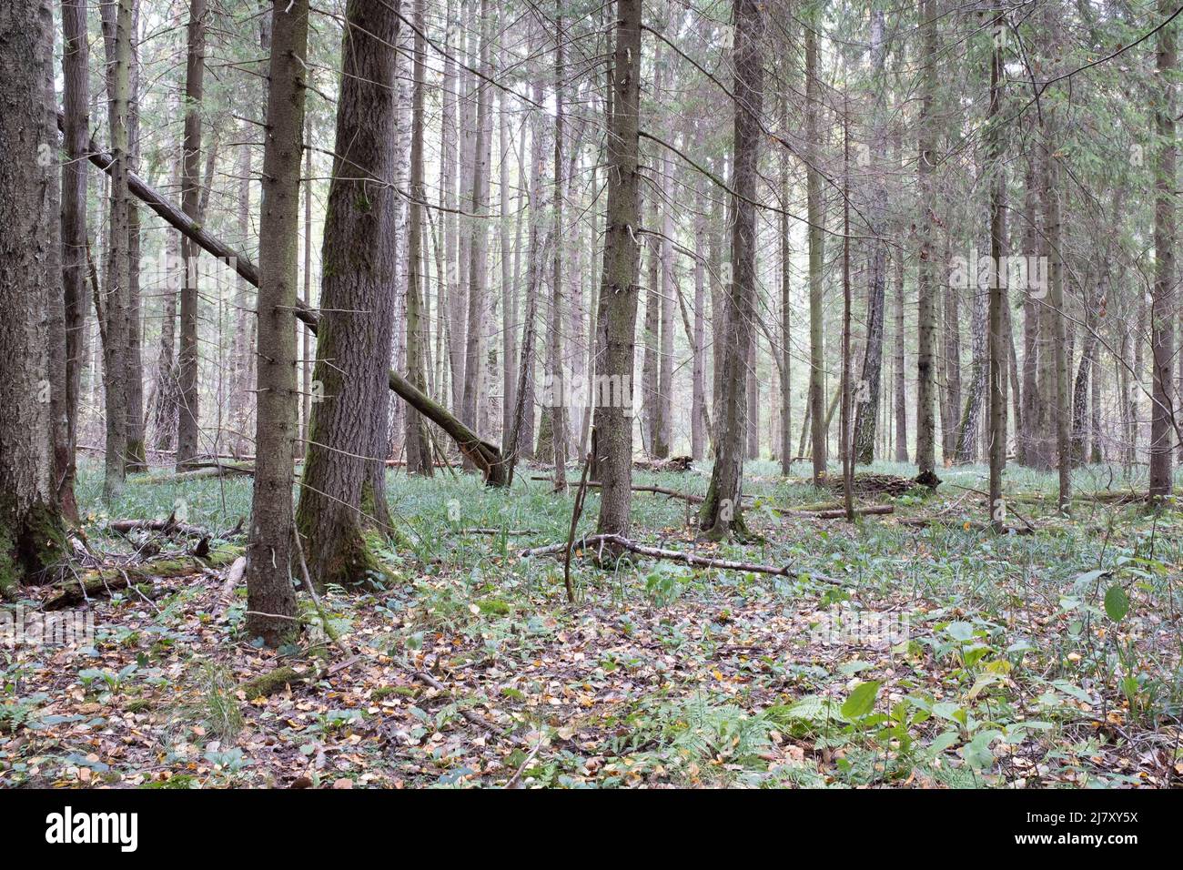 Panorama of green forest landscape in summer time. Pine tree forest ...