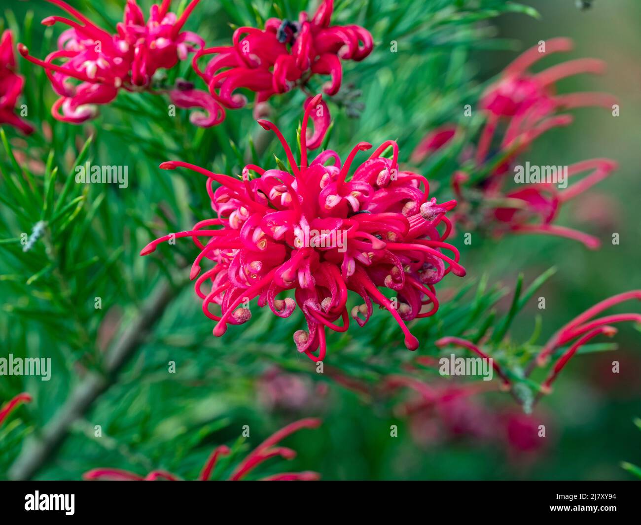 Grevillea 'Canberra Gem' late April Norfolk Stock Photo - Alamy