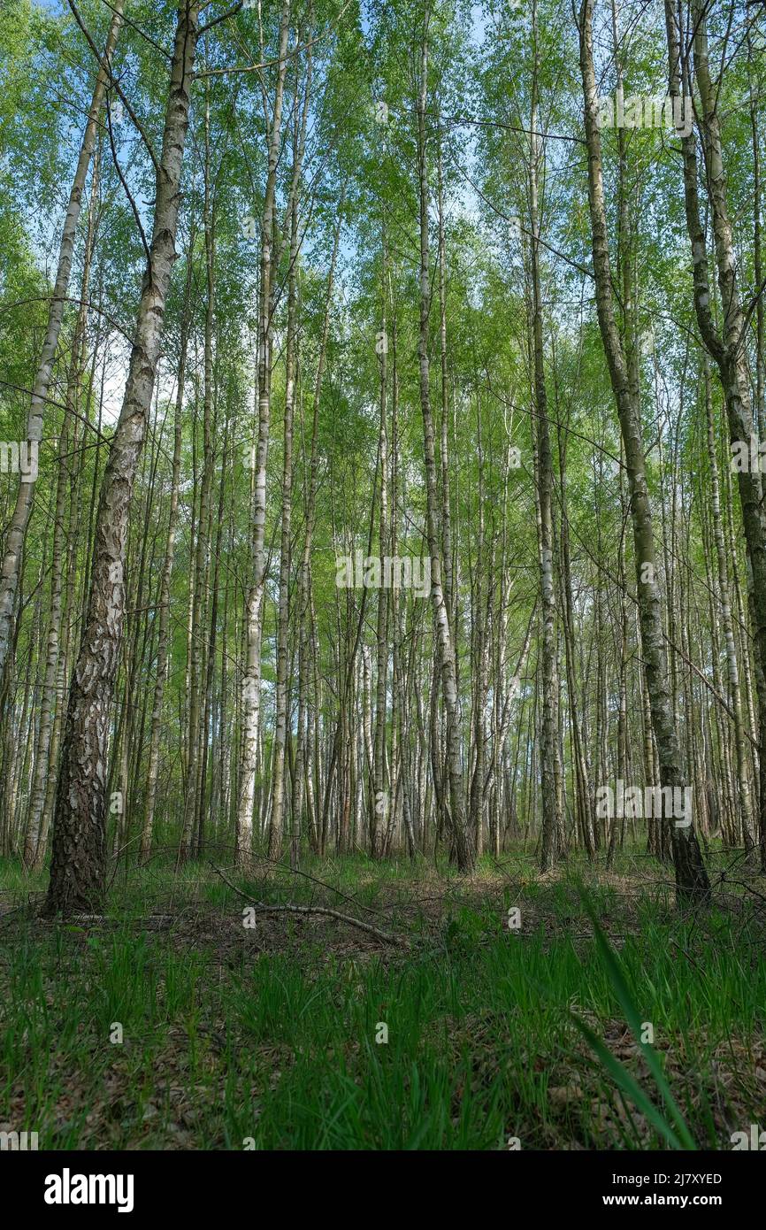 Strange forest scenic area hi-res stock photography and images - Alamy