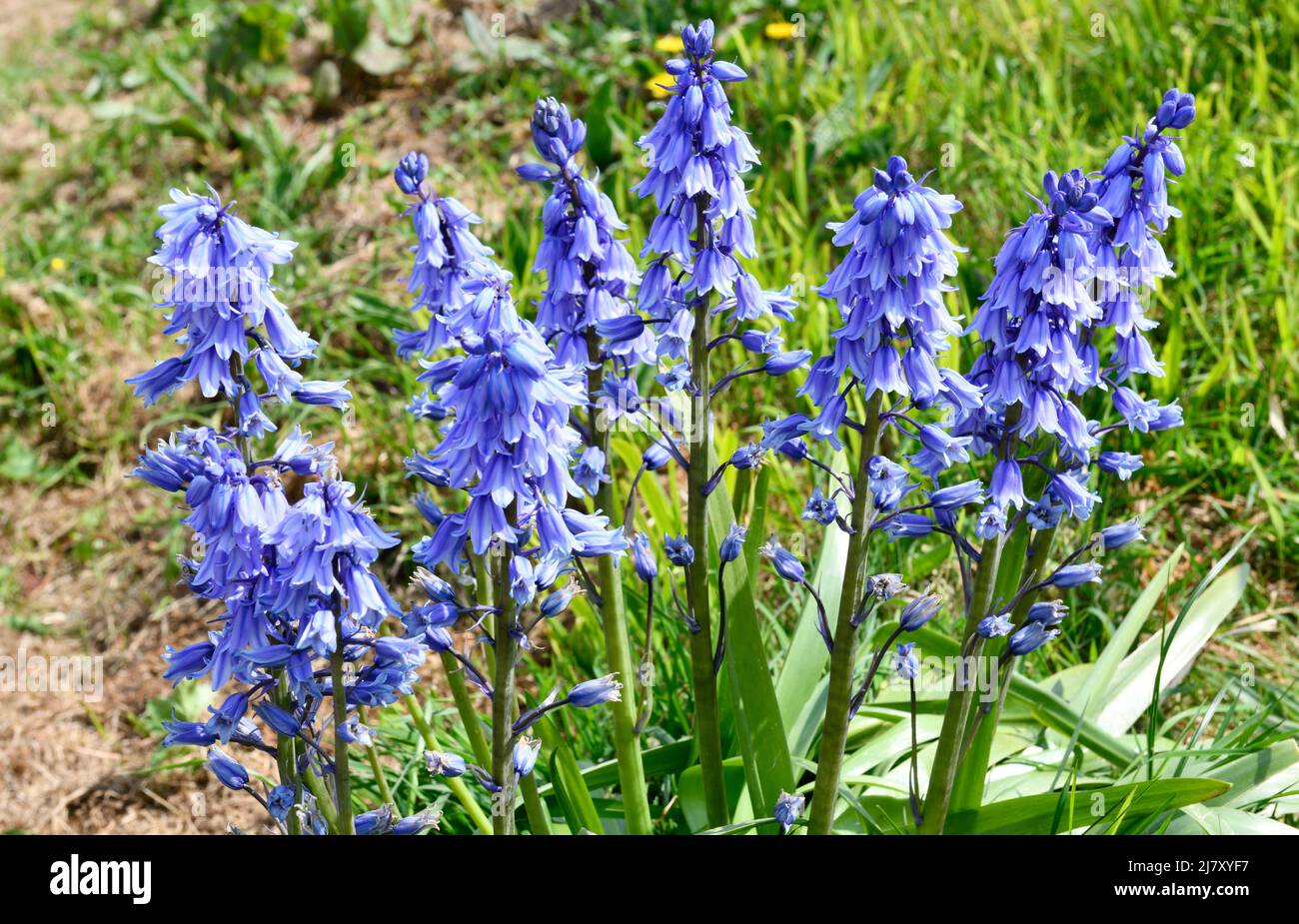 Bluebells at Port Issac Cornwall England uk Stock Photo - Alamy