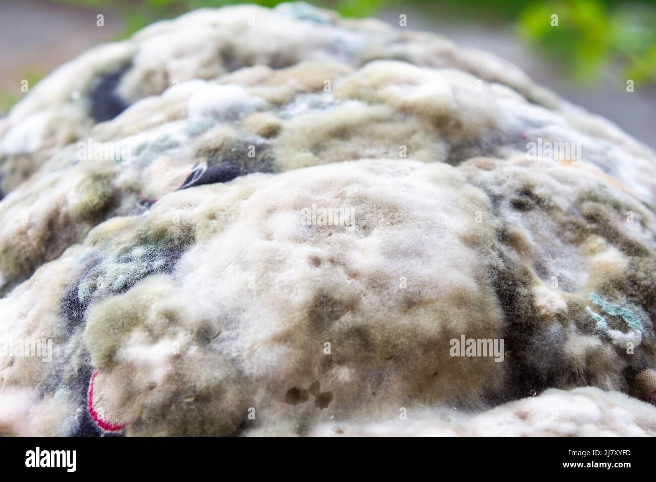 Closeup photo of white mold. Mildew covered surface Stock Photo - Alamy