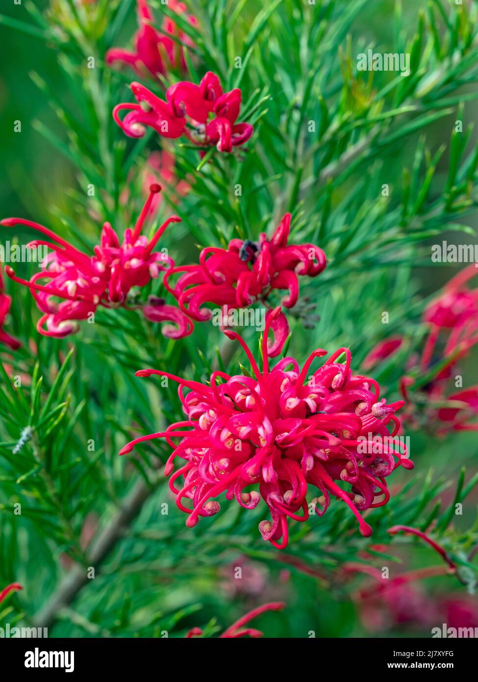 Grevillea 'Canberra Gem' late April Norfolk Stock Photo - Alamy