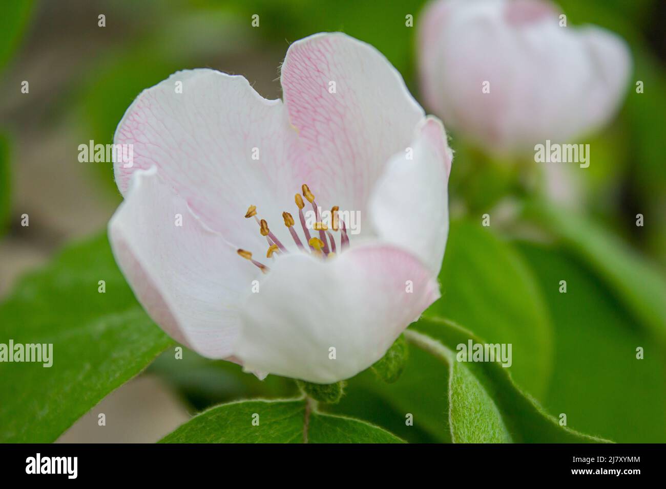 Quince tree branches and flowers. Quince fruit tree in the orchard ...