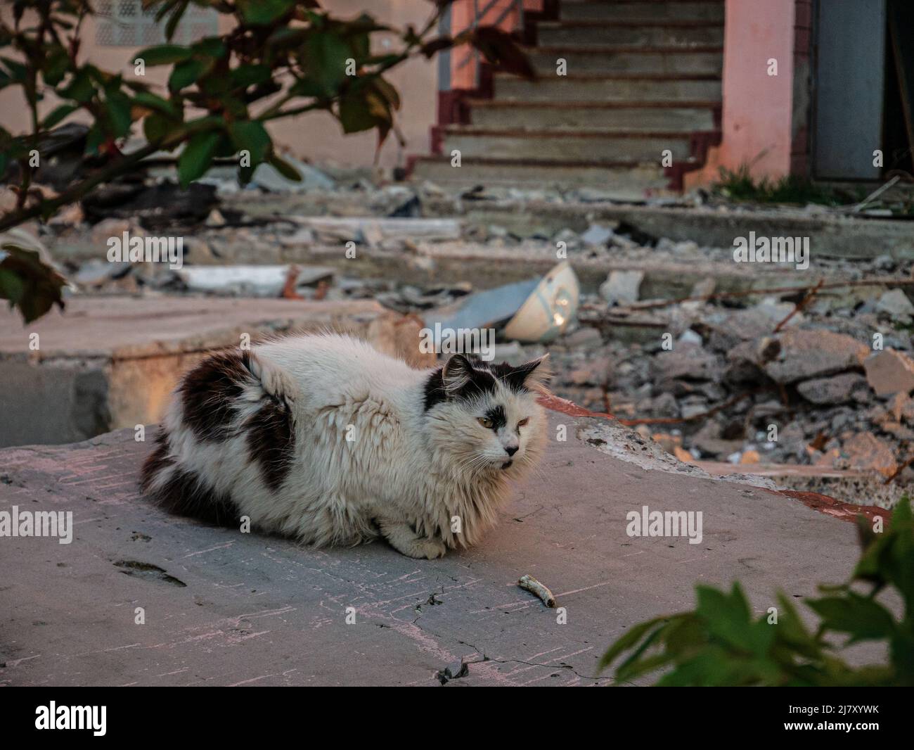 Cat war hi-res stock photography and images - Alamy