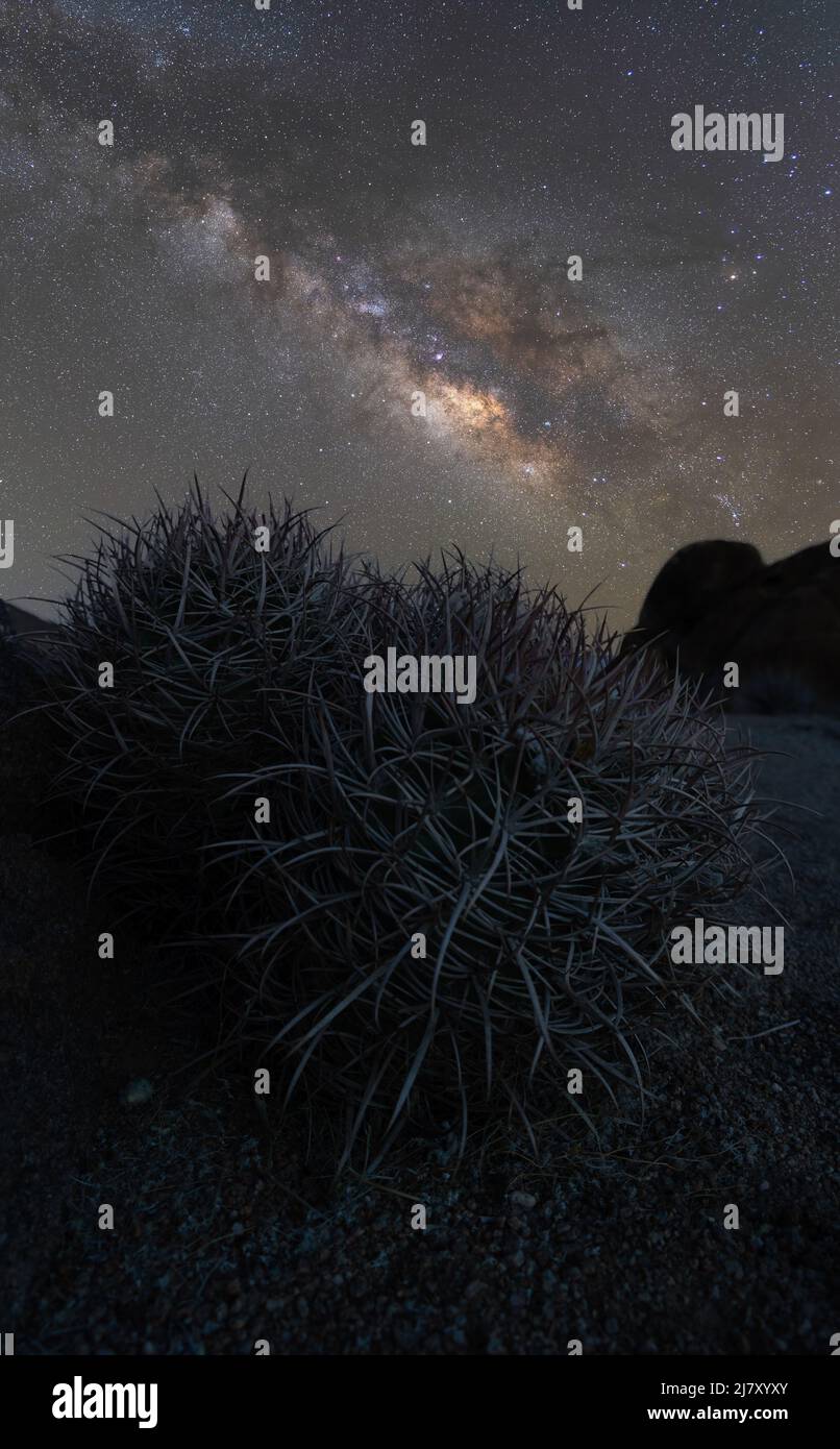 Milky way over a cactus in the desert Stock Photo - Alamy