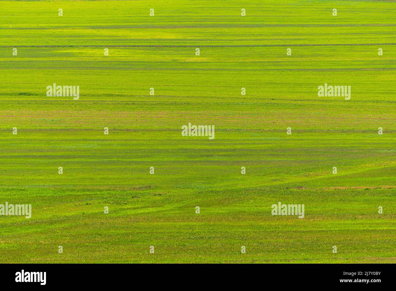 Cultivated grassland hi-res stock photography and images - Alamy