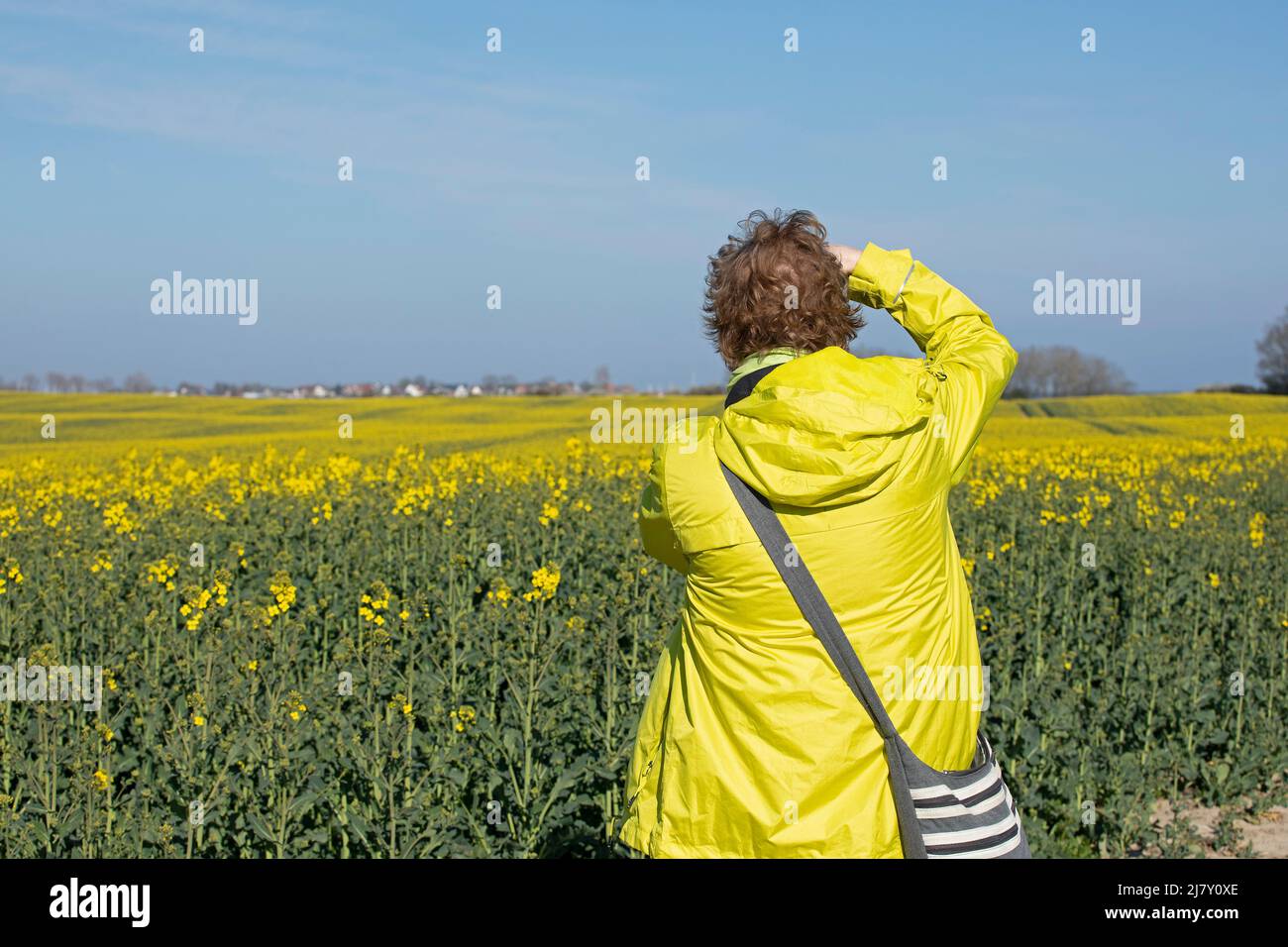 Woman taking photo of Canola field in front of Maasholm, Rabel ...
