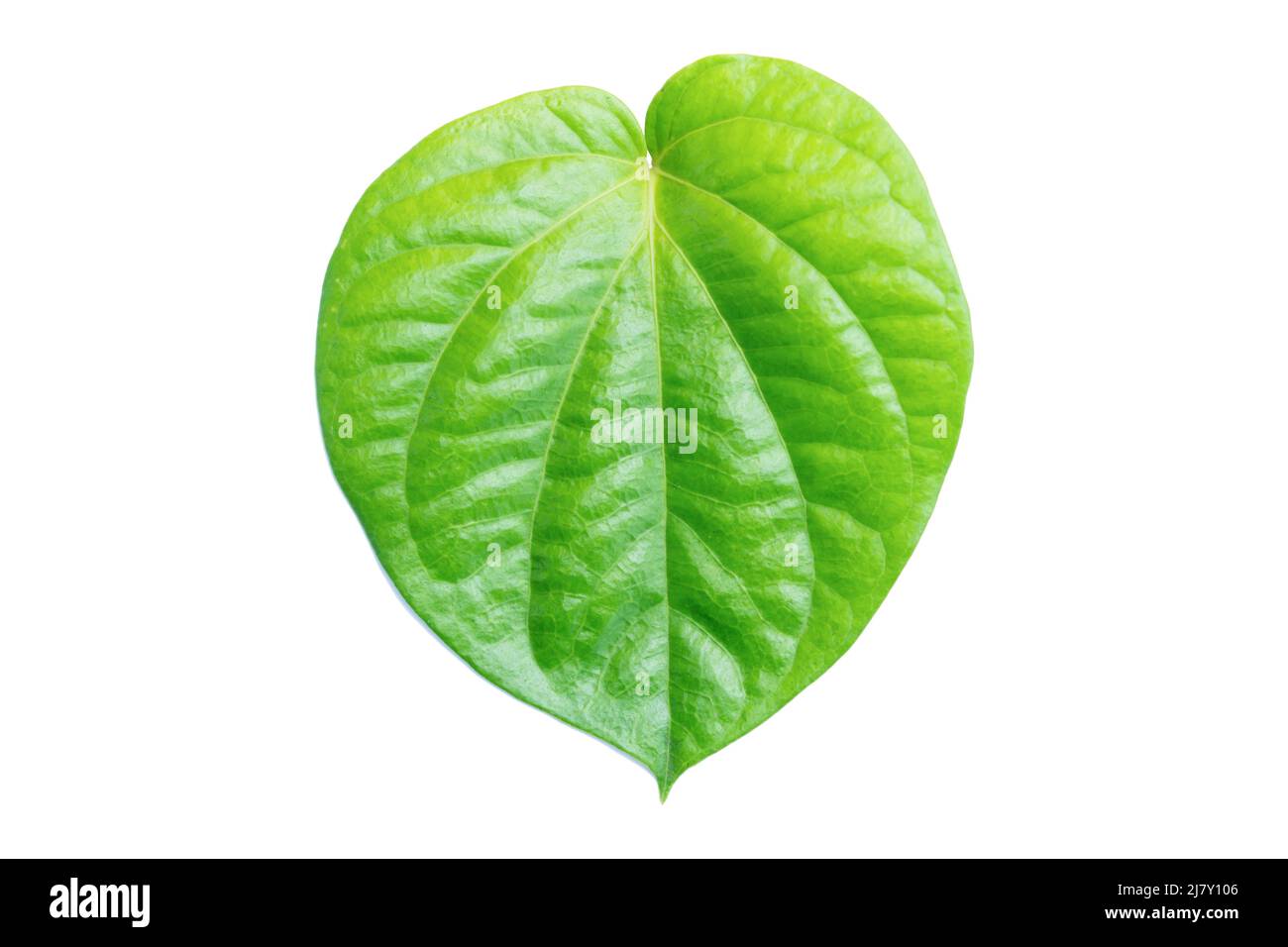 Betel leaf isolated on white background with clipping path Stock Photo ...