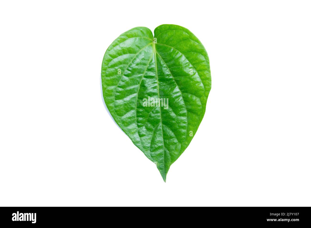 Betel leaf isolated on white background with clipping path Stock Photo ...