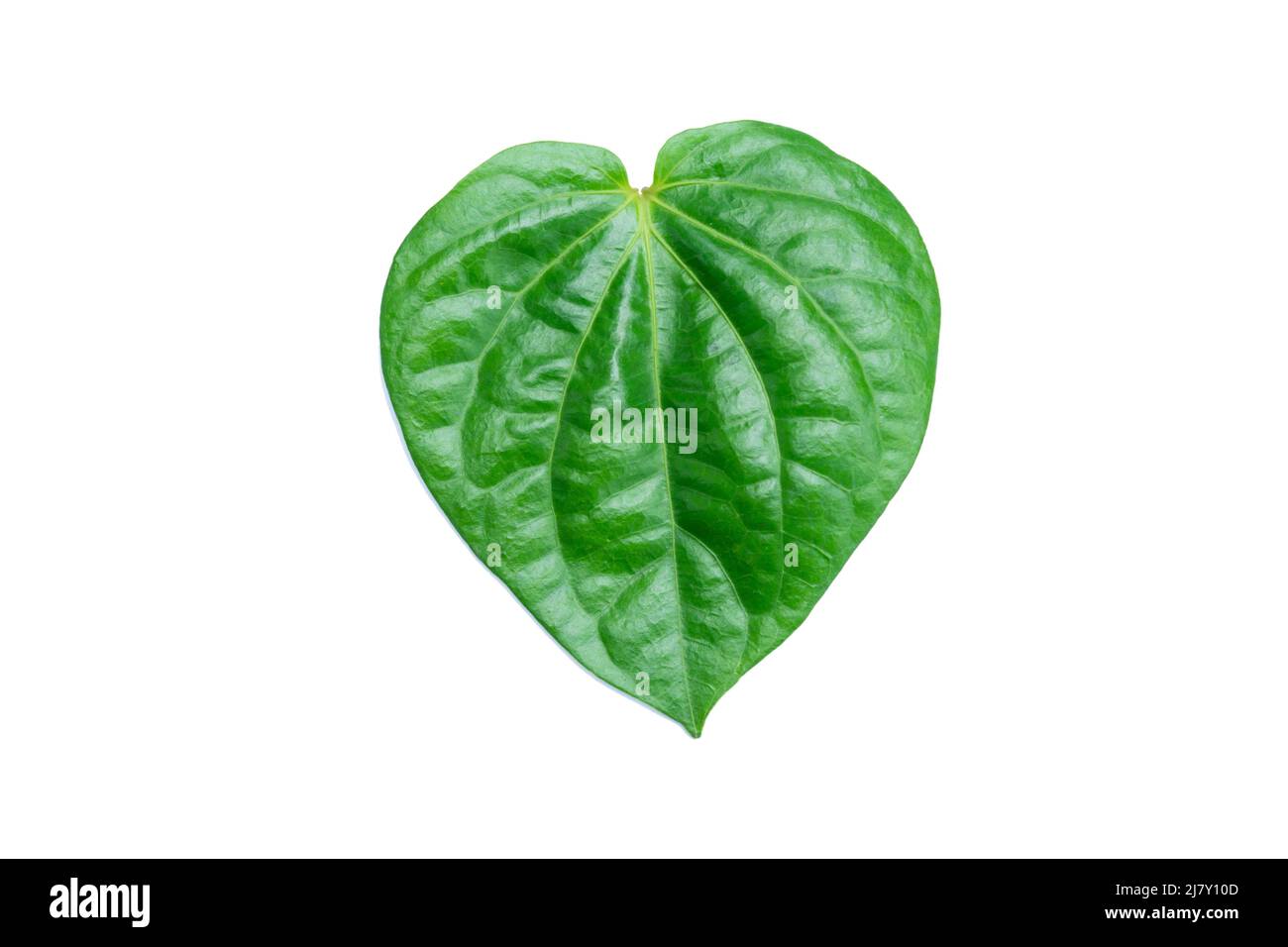 Betel leaf isolated on white background with clipping path Stock Photo ...