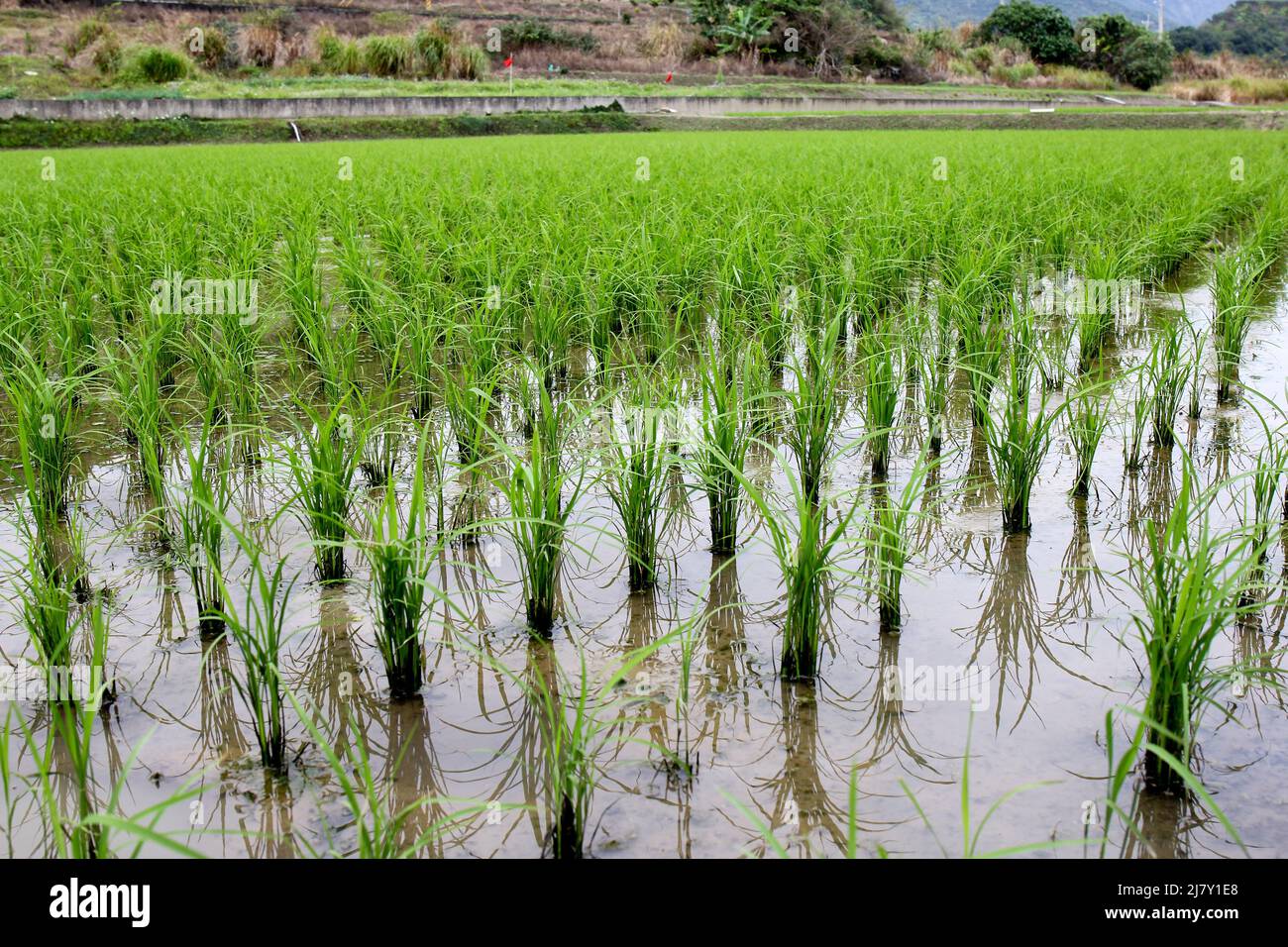 Rice seedling in the rice farmland, Asia Stock Photo - Alamy