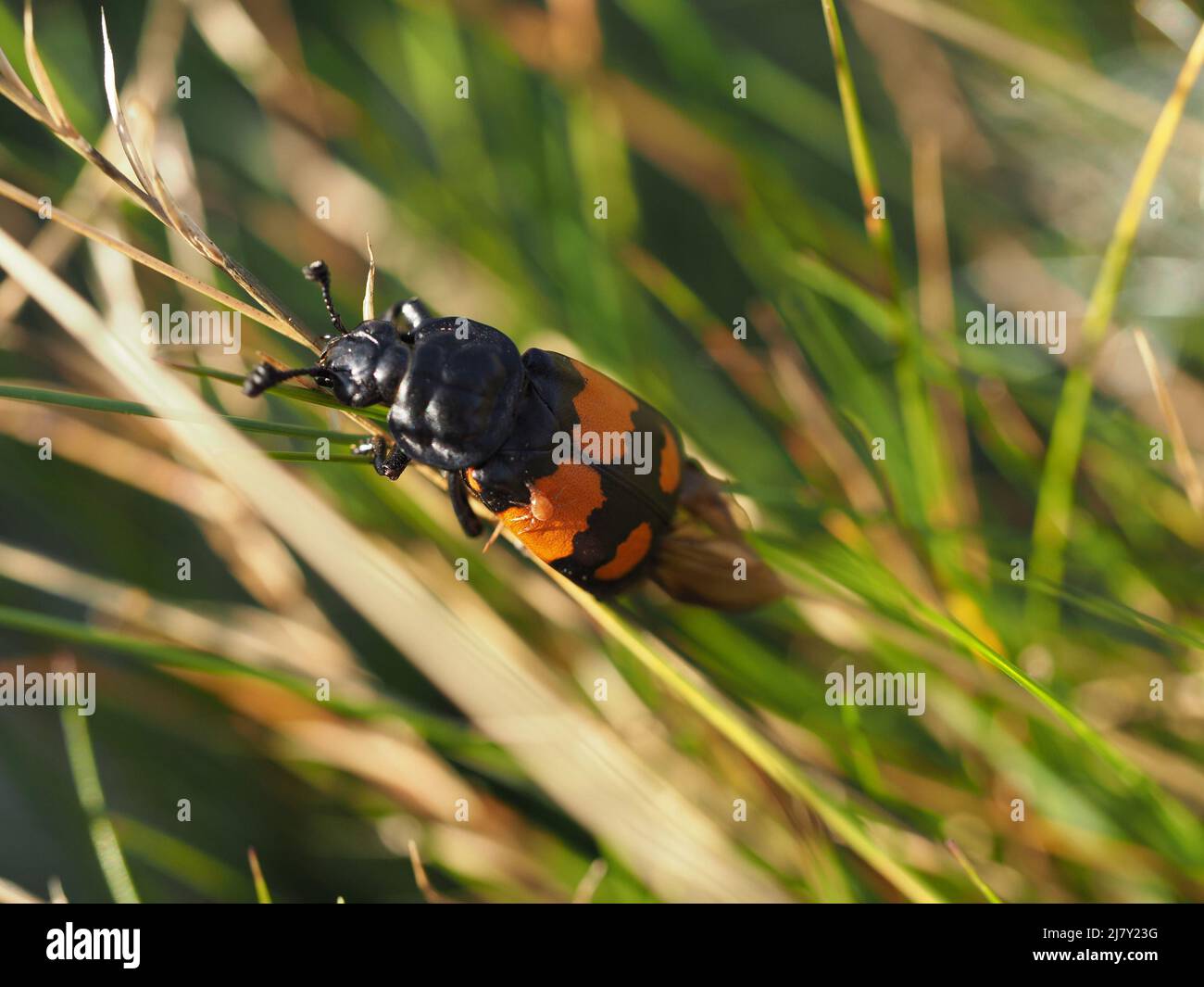 Common sexton beetle (Nicrophorus vespilloides) in long grass with a ...