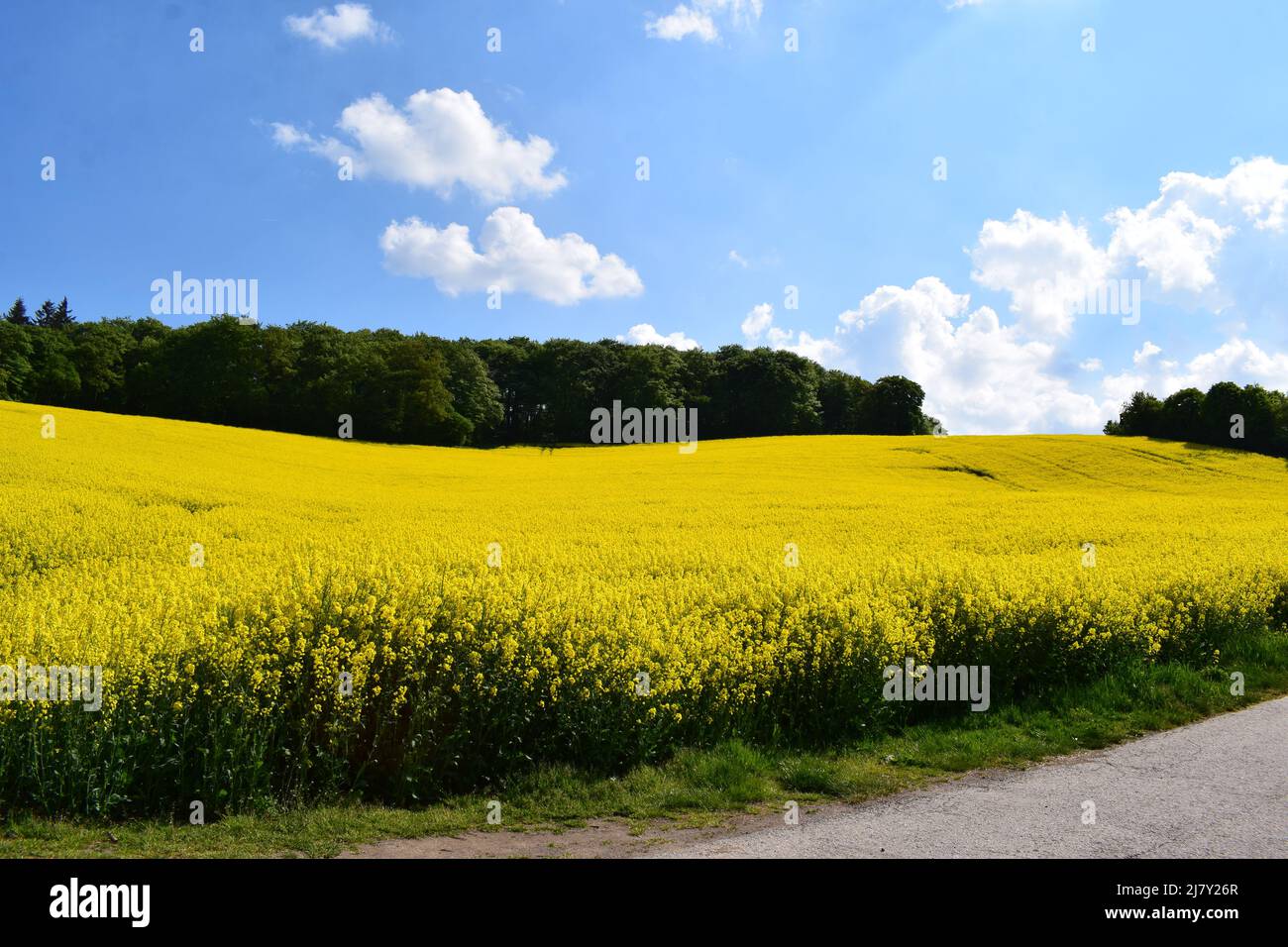 yellow blooming fields Stock Photo - Alamy
