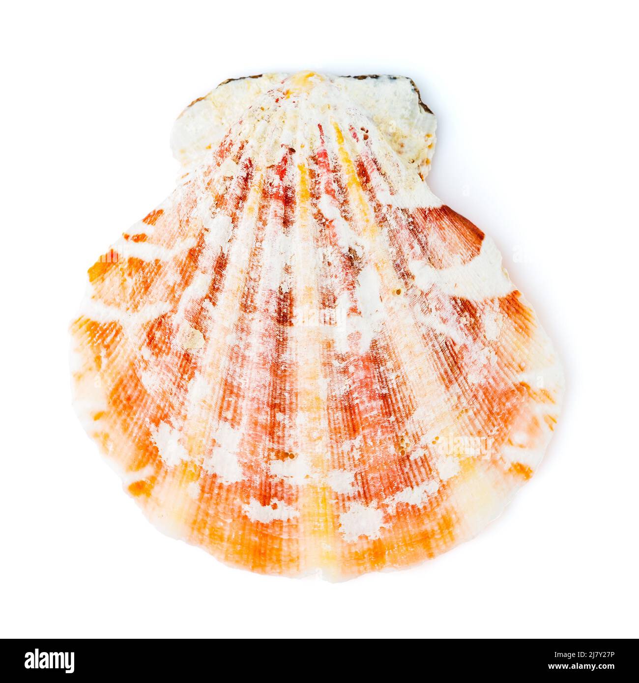 Red Cockleshell Sea Shell isolated on white background Stock Photo - Alamy