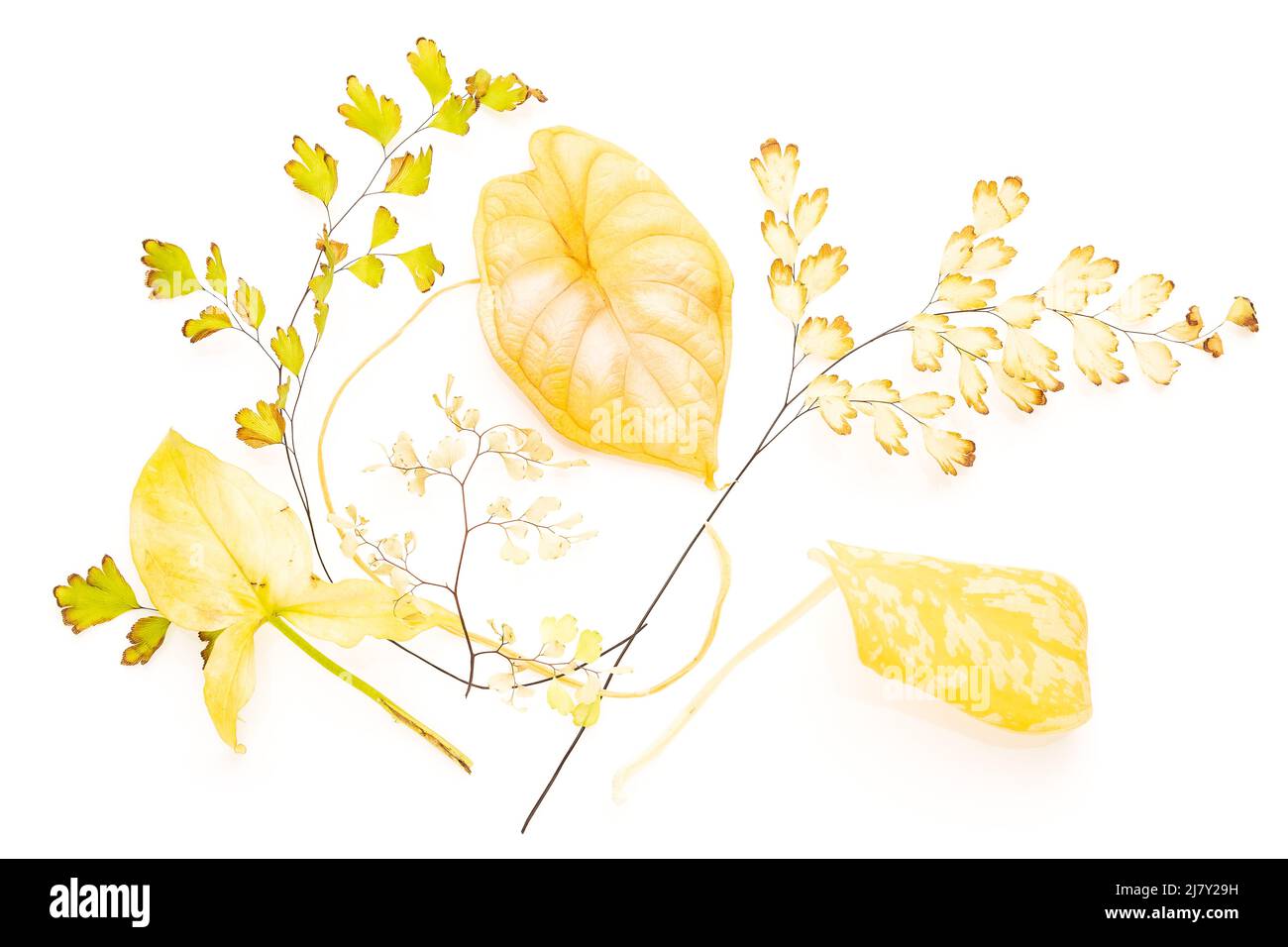 Dead plant prune Cut Out Stock Images & Pictures - Alamy