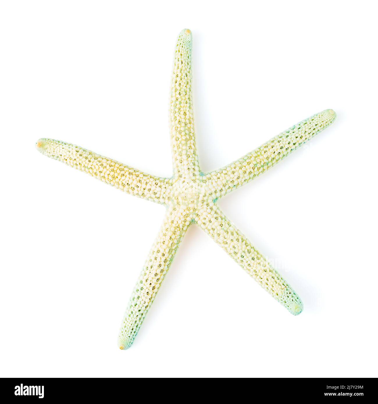 Turquoise Starfish Sea Shell isolated on white background Stock Photo ...
