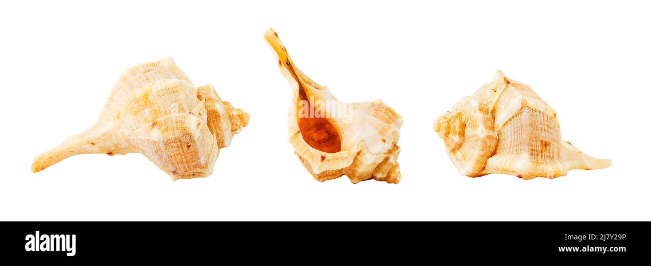 Conch sea shell from three different angles isolated on white ...