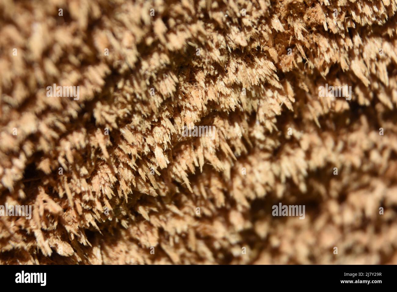 Zoomed in look at a wood fibers from a cut log Stock Photo - Alamy