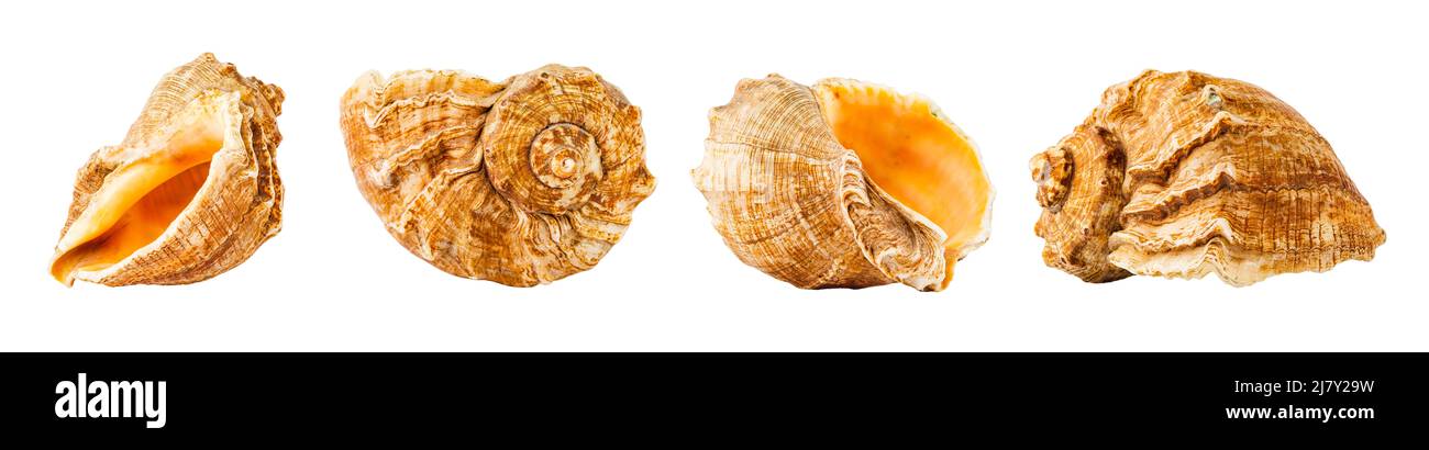 Conch sea shell from four different angles isolated on white background ...