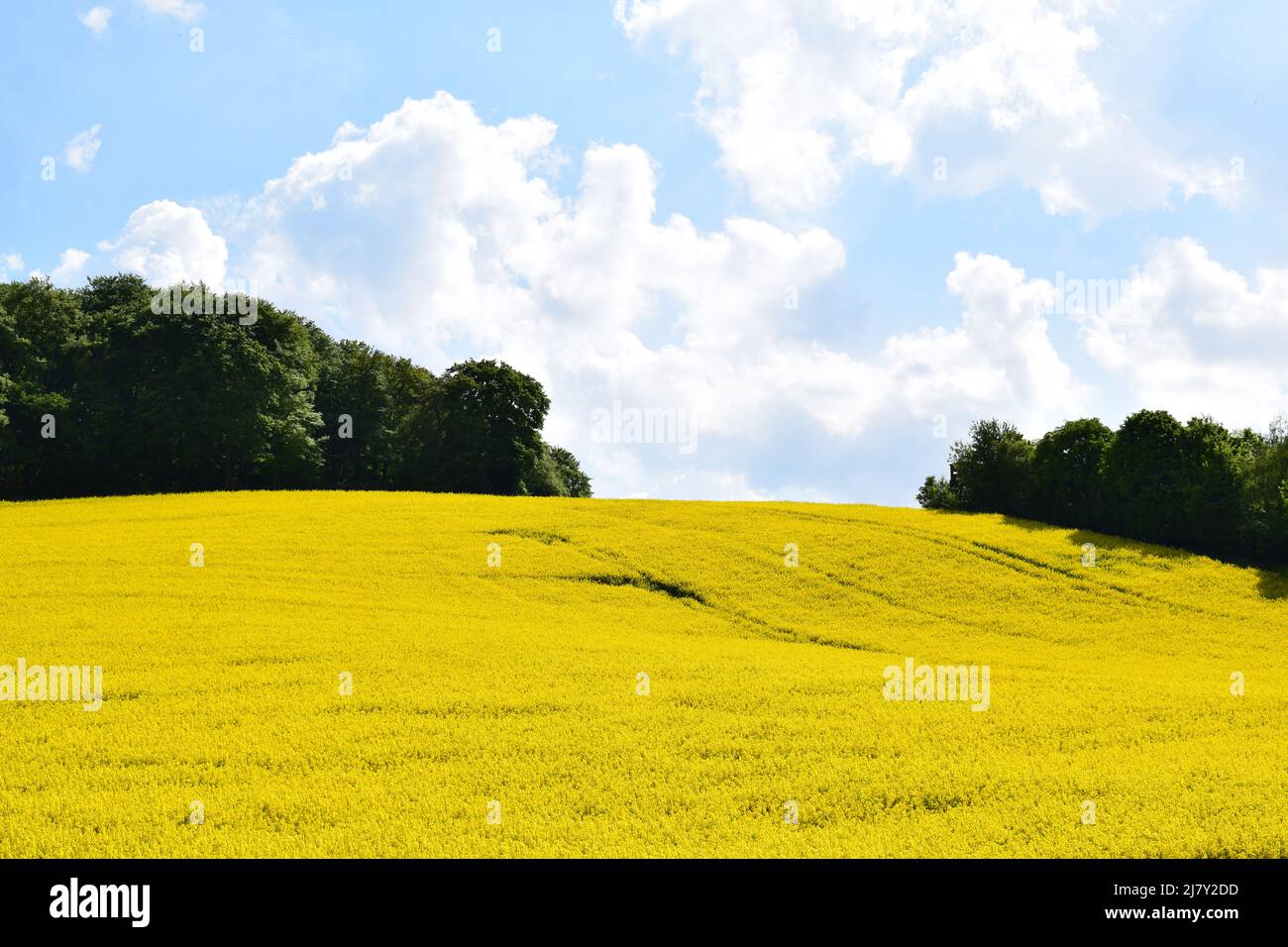 yellow blooming fields Stock Photo - Alamy
