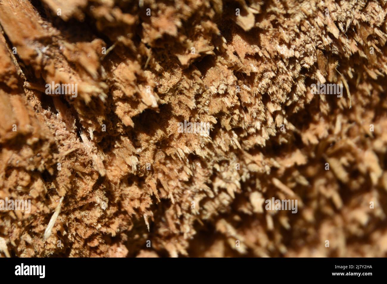 Amazing up close look at a tree trunk with wood fibers and grain Stock ...