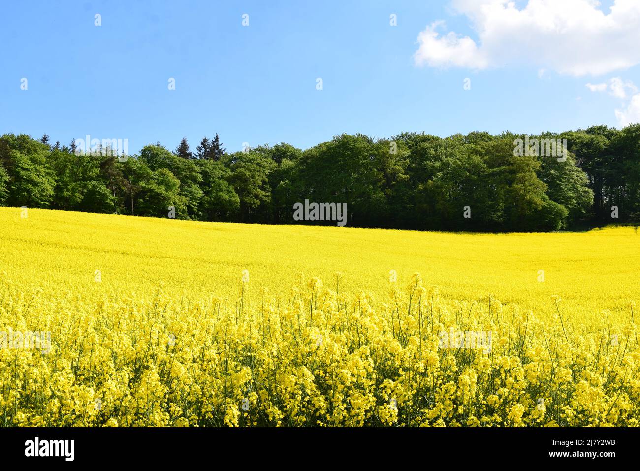 yellow blooming fields Stock Photo - Alamy