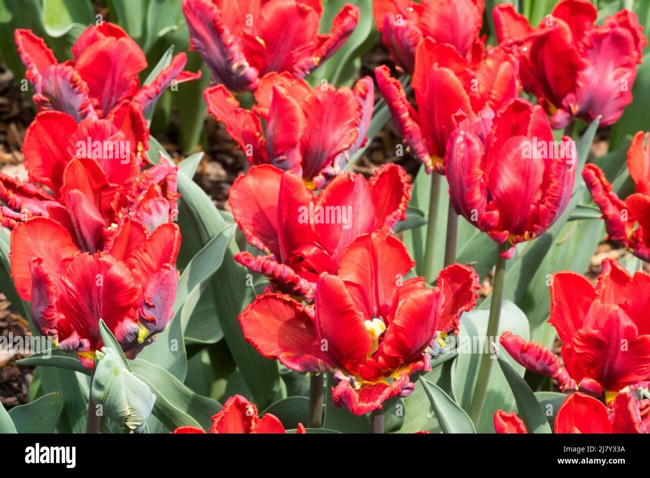 Tulips "Rococo" Parrot Tulip, Tulipa Red tulips flowerbed display Stock ...