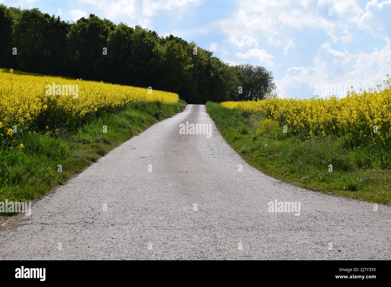 road between yellow blooming fields Stock Photo - Alamy