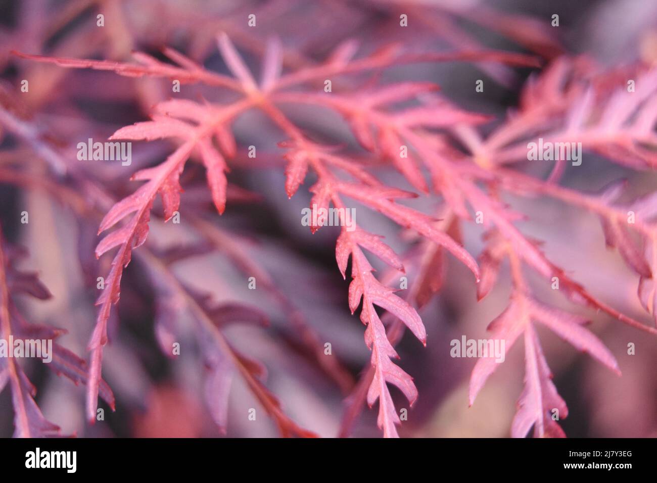 Beautiful close up of a red Japanese split leaf maple tree Stock Photo ...