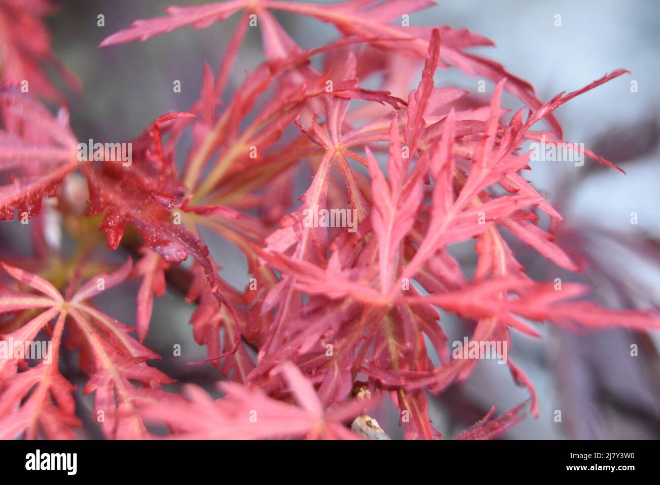 Gorgeous red leaves of a split leaf Japanese maple tree close up Stock ...