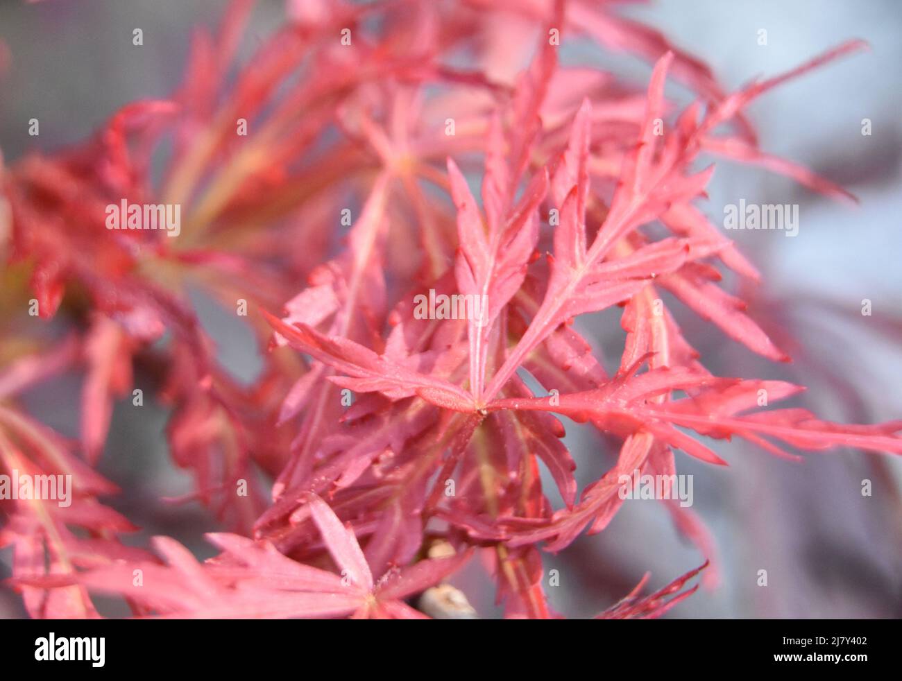 Exotic red split leaf Japanese maple tree up close and personal Stock ...