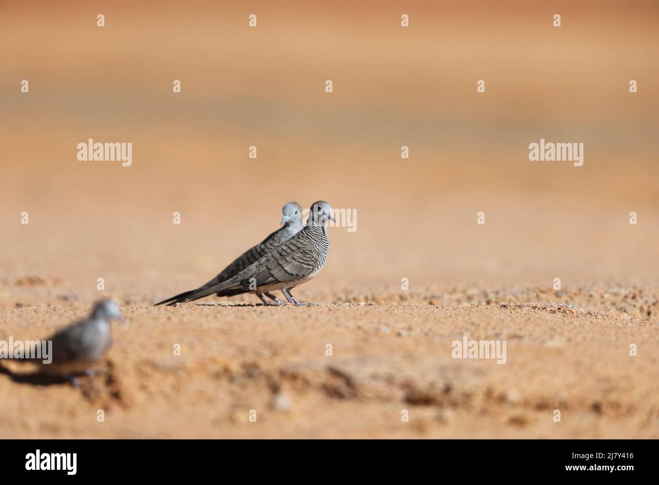 Zebra dove (Geopelia striata) in Borneo island, Malaysia Stock Photo ...