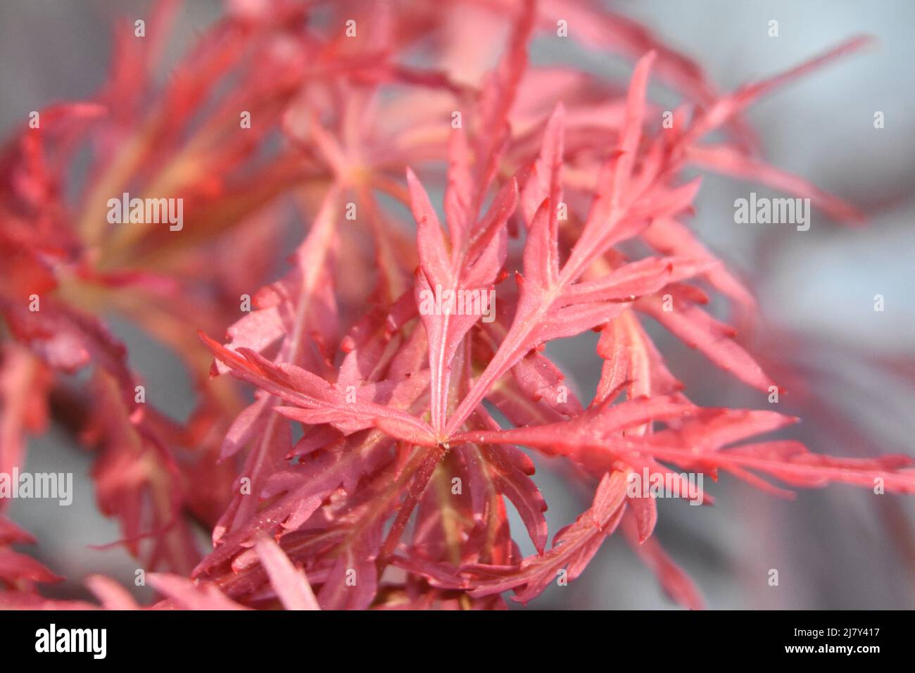 Close up of a red split leaf Japanese maple tree Stock Photo - Alamy