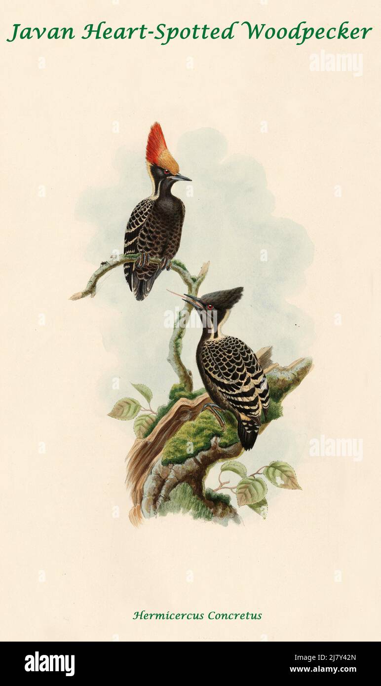 Heart spotted woodpecker hi-res stock photography and images - Alamy