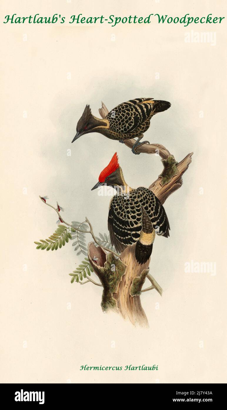 Heart spotted woodpecker hi-res stock photography and images - Alamy
