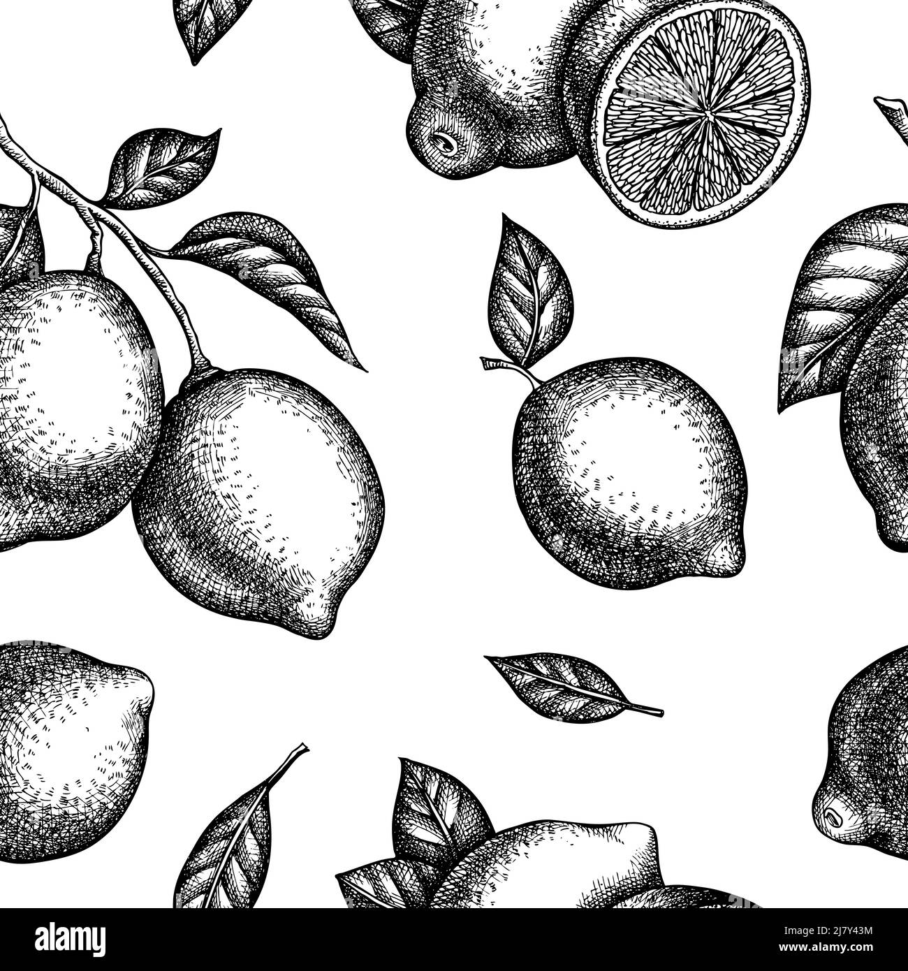 Citrus seamless pattern background design. Engraved style. Hand drawn lime Stock Vector Image ...